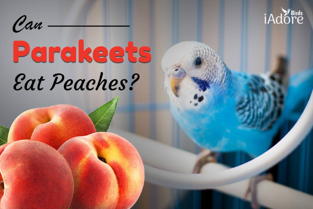 Can Parakeets Eat Peaches? 8 Benefits | Full Guide - iAdoreBirds
