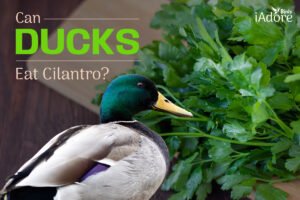 Can Ducks Eat Apples? | 7 Health Benefits | Full Guide - iAdoreBirds